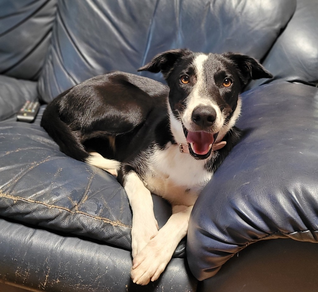 Tilly - Medium Female Border Collie Dog in QLD - PetRescue