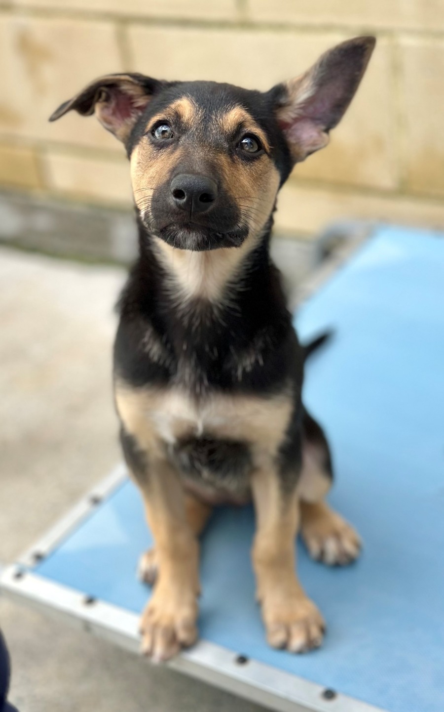 Maude - Medium Female Australian Kelpie Dog in NSW - PetRescue