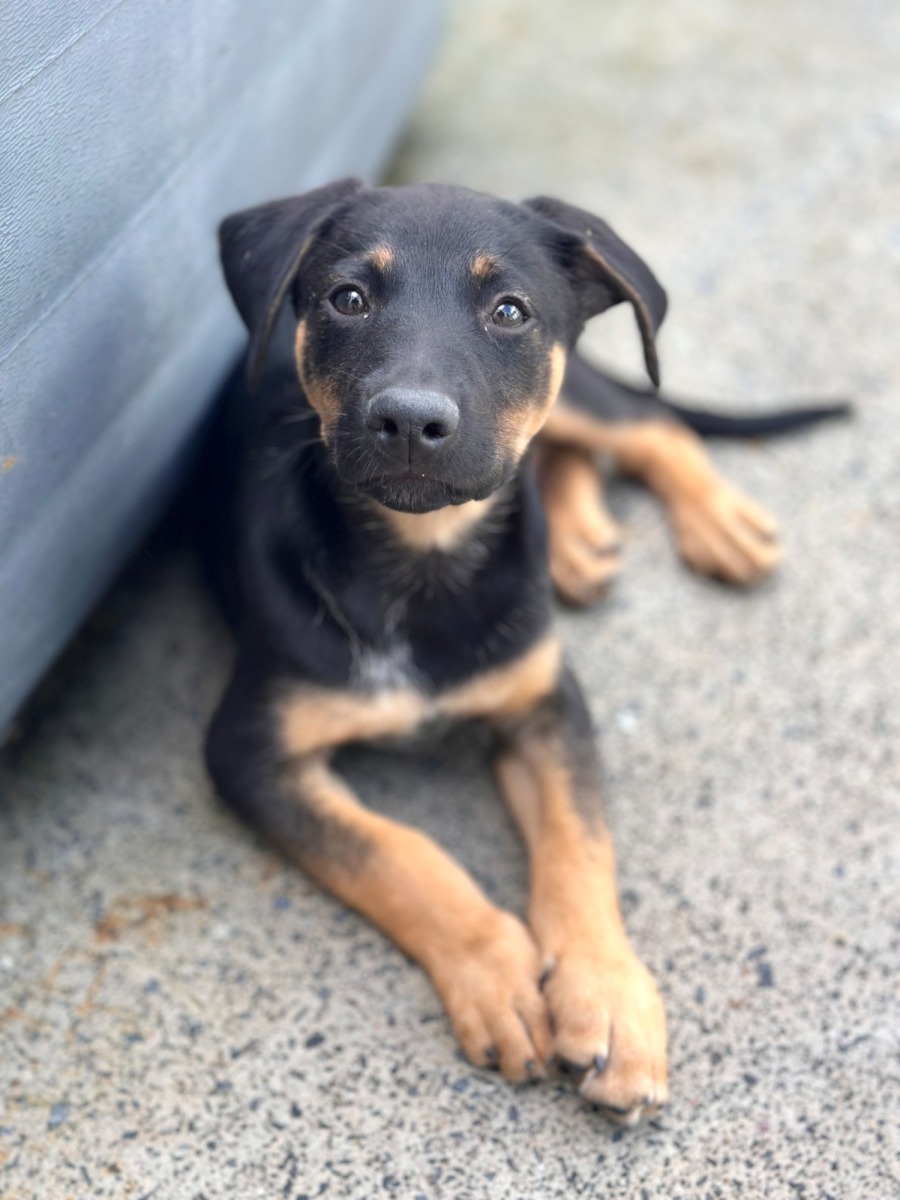 Cohen - Medium Male Australian Kelpie Dog in NSW - PetRescue