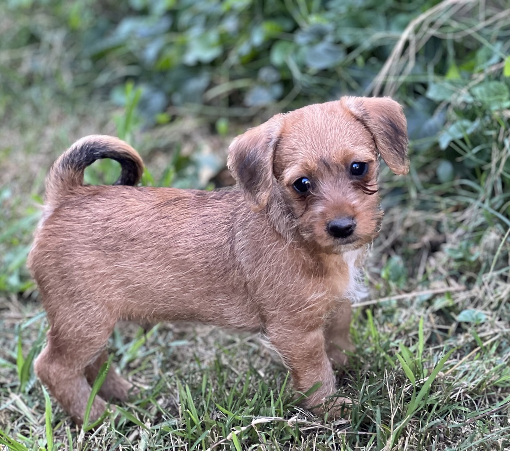 Louis - Small Male Jack Russell Terrier x Poodle Toy Mix Dog in VIC ...
