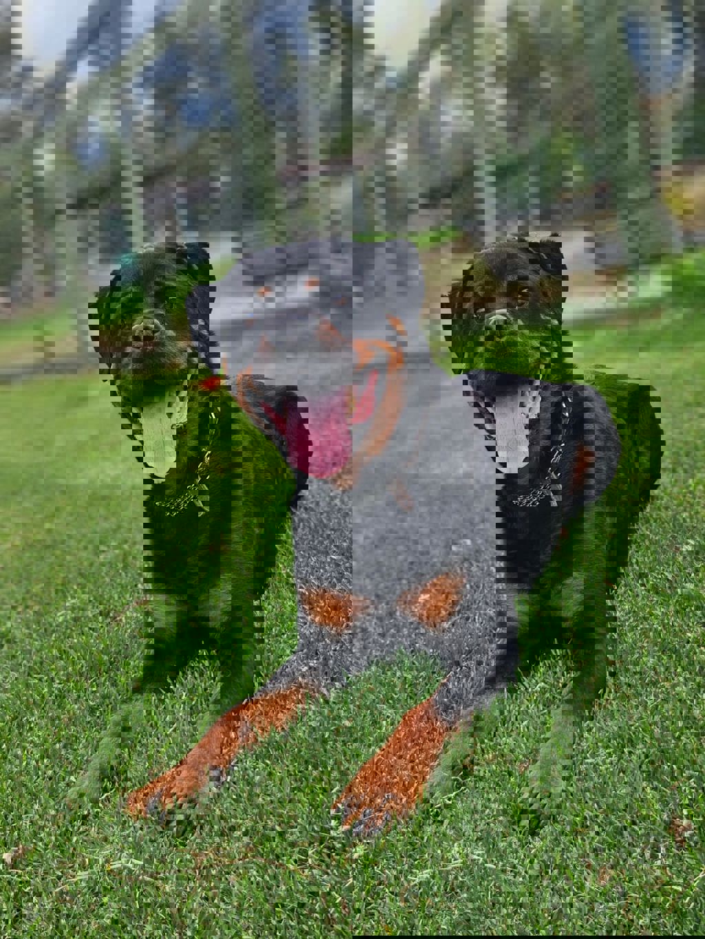 Axel - Large Male Rottweiler Dog in VIC - PetRescue