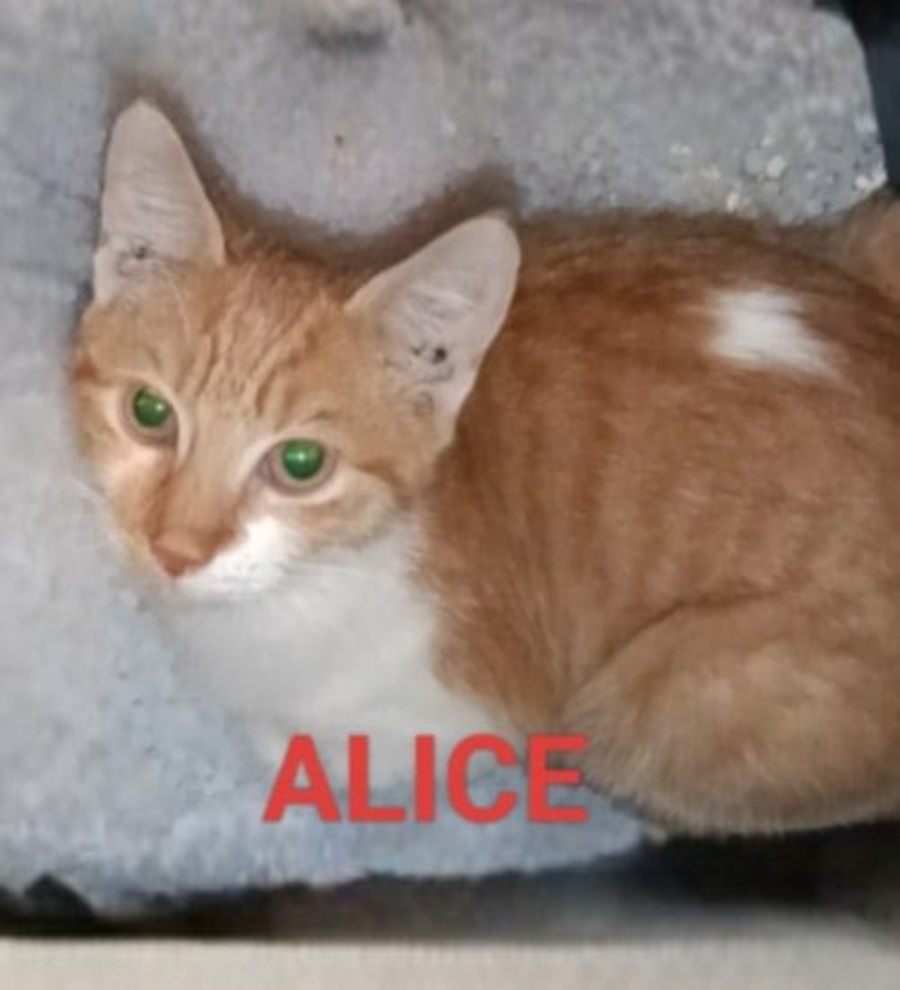 Alice - Female Domestic Short Hair (DSH) Cat in QLD - PetRescue