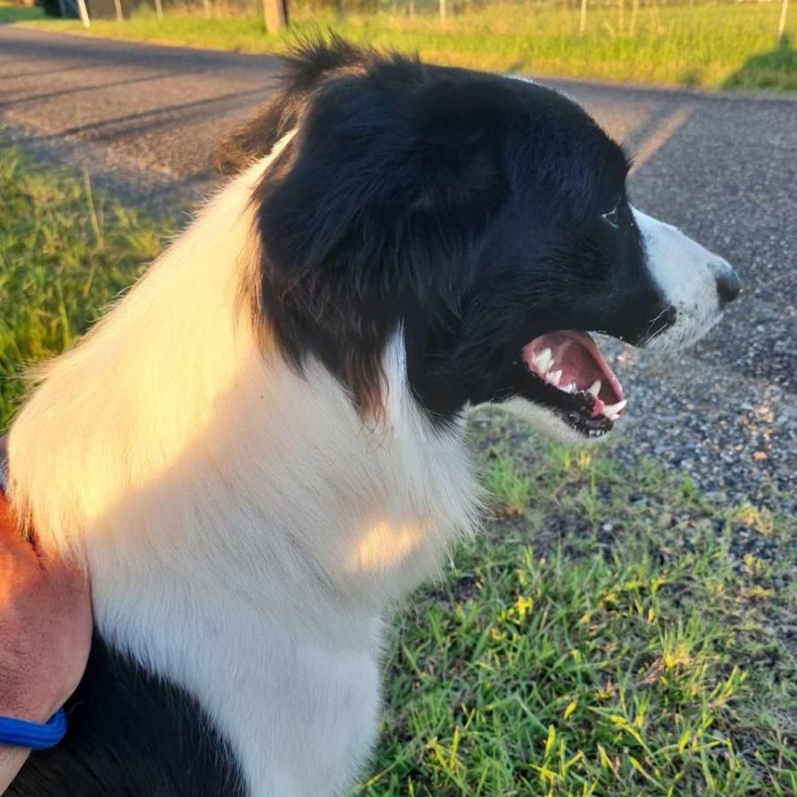 Shadow - Medium Male Border Collie Dog in NSW - PetRescue