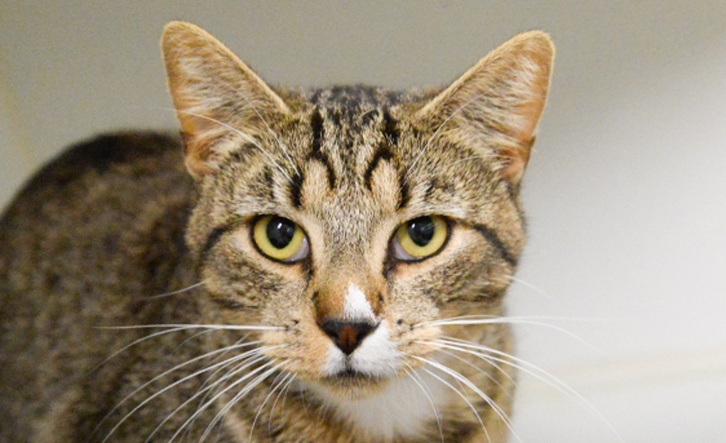 Snicker - Male Domestic Short Hair Mix Cat in VIC - PetRescue