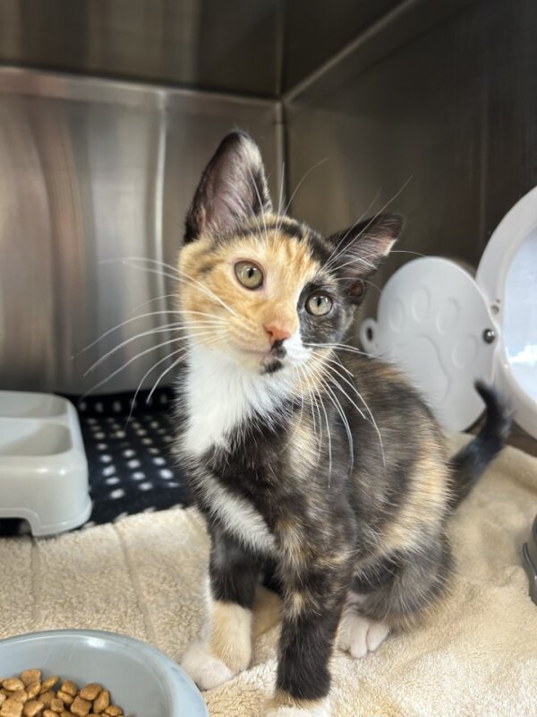 Jelly - Female Domestic Short Hair (DSH) Cat in NSW - PetRescue