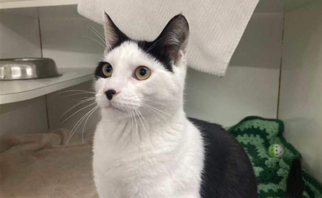Ikaros - Male Domestic Short Hair Mix Cat in VIC - PetRescue