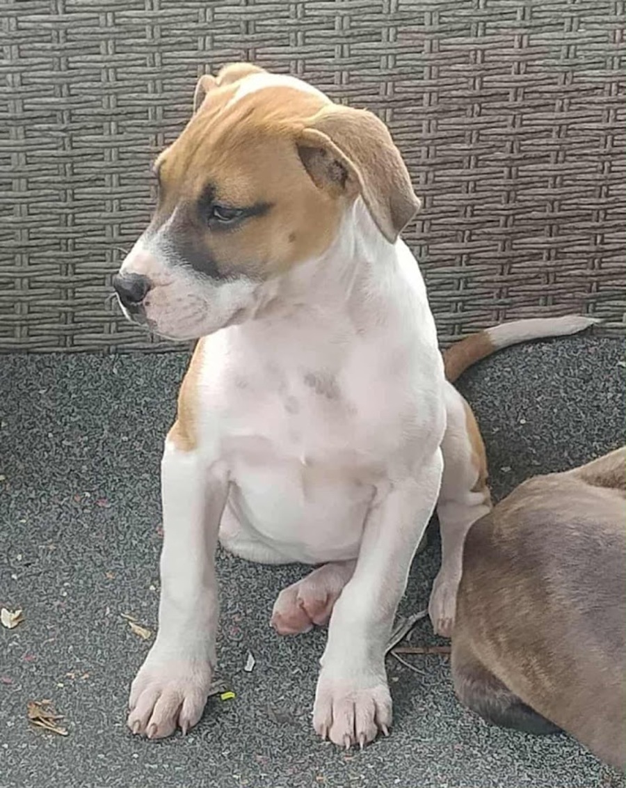 Bella 🌹beautiful Staffy puppy - Medium Female American Staffordshire Terrier Mix Dog in NSW ...