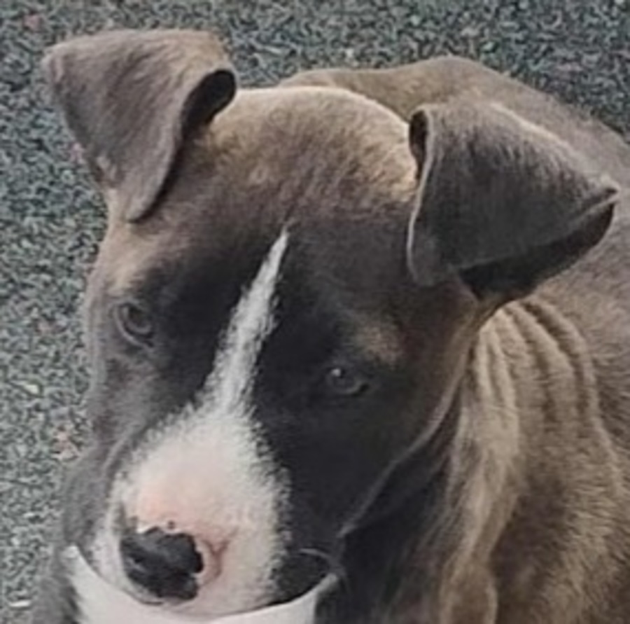 Tina🥇12 week old Staffy x Ridgeback puppy - Medium Female American ...