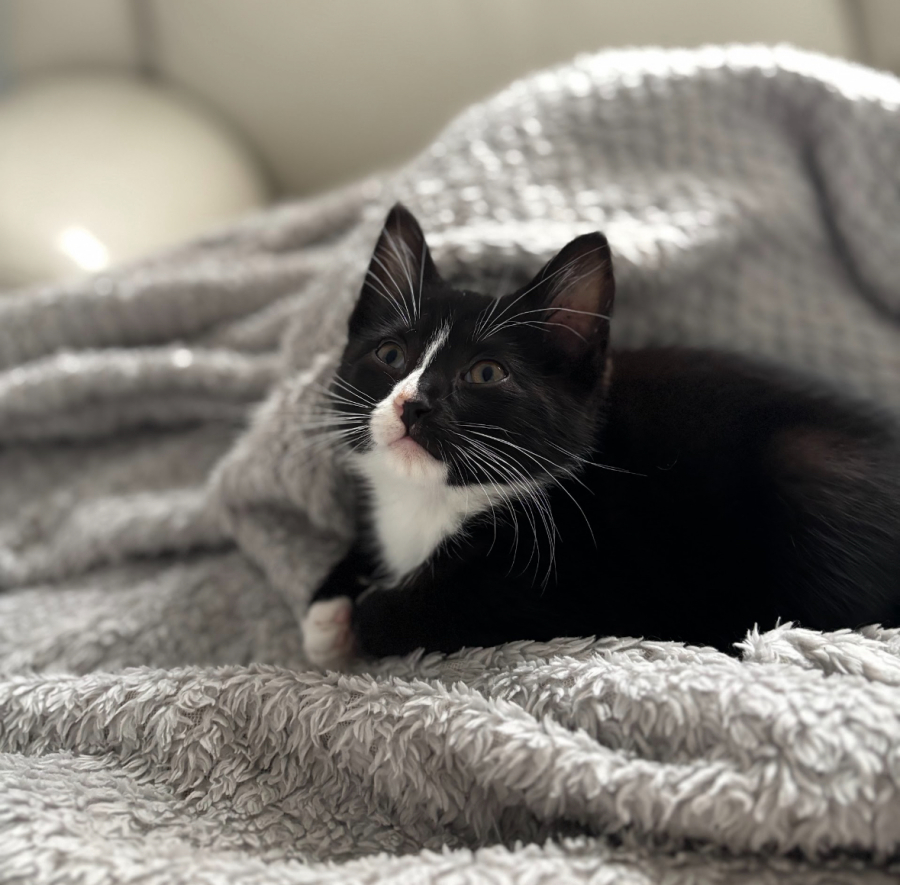 Roco - Male Domestic Short Hair (DSH) Cat in VIC - PetRescue