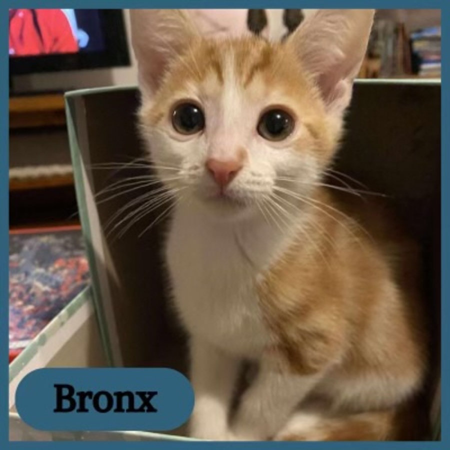 Bronx - Male Domestic Short Hair (DSH) Cat in VIC - PetRescue