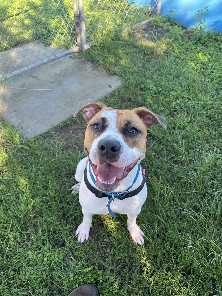 Luna - Large Female Boxer x American Staffordshire Bull Terrier Mix Dog ...