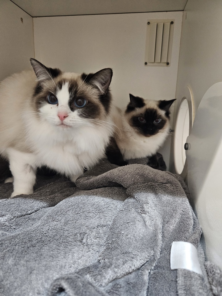 Peach Fizz & Manhattan - Female Ragdoll Mix Cat in WA - PetRescue