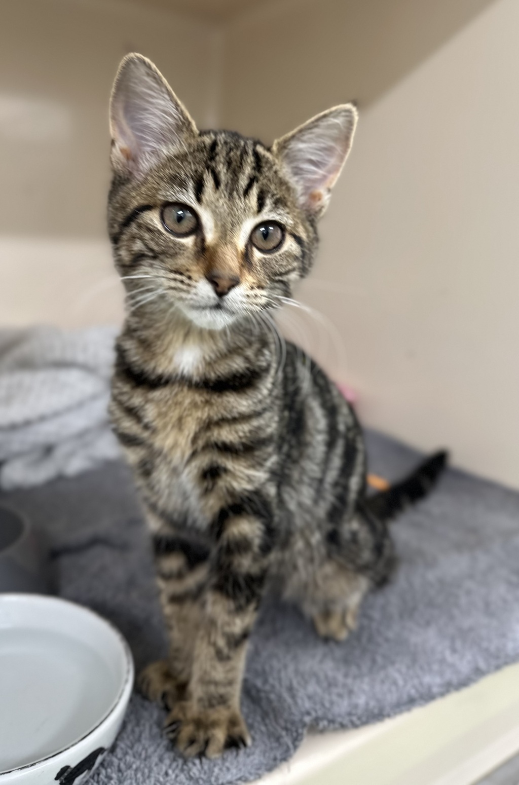 Possum - Female Domestic Short Hair Mix Cat in QLD - PetRescue