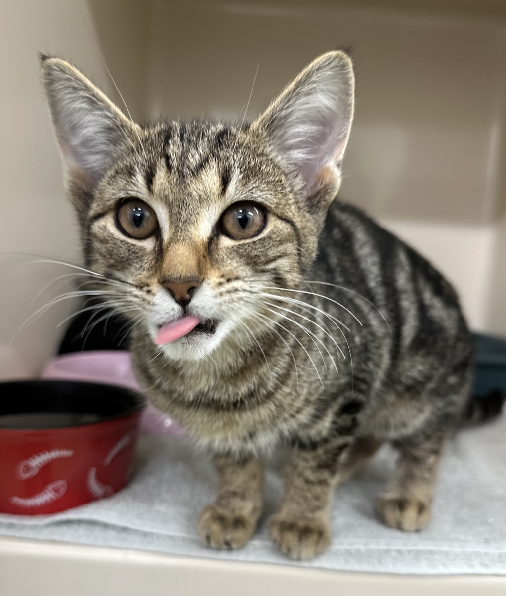 Wombat - Female Domestic Short Hair Mix Cat in QLD - PetRescue