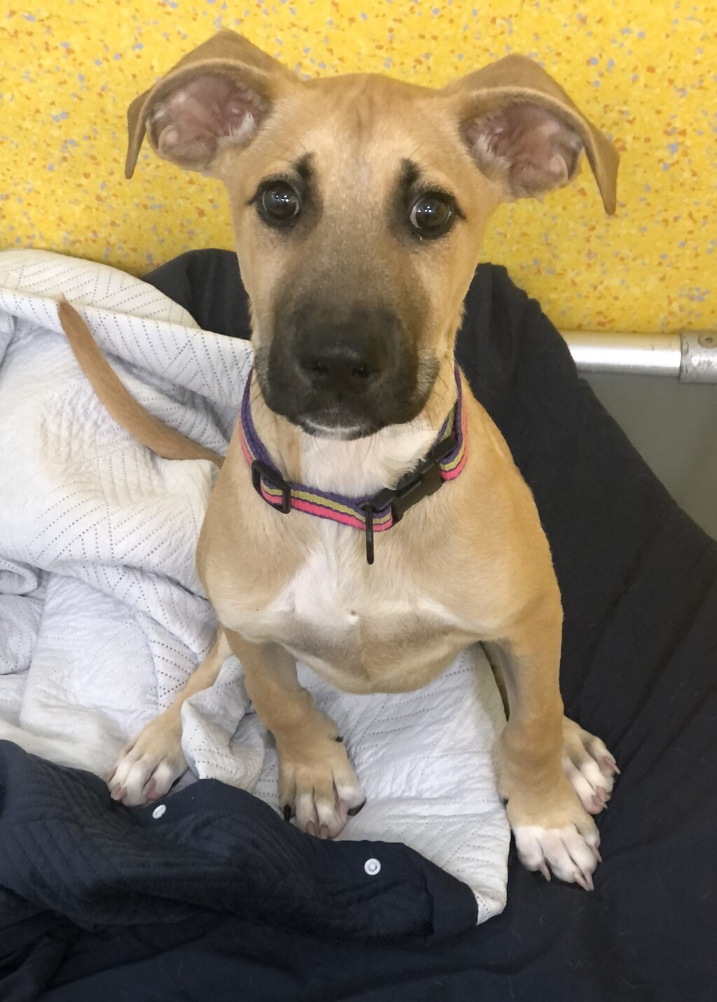 Nico - Medium Male Bullmastiff x Rhodesian Ridgeback Mix Dog in QLD ...