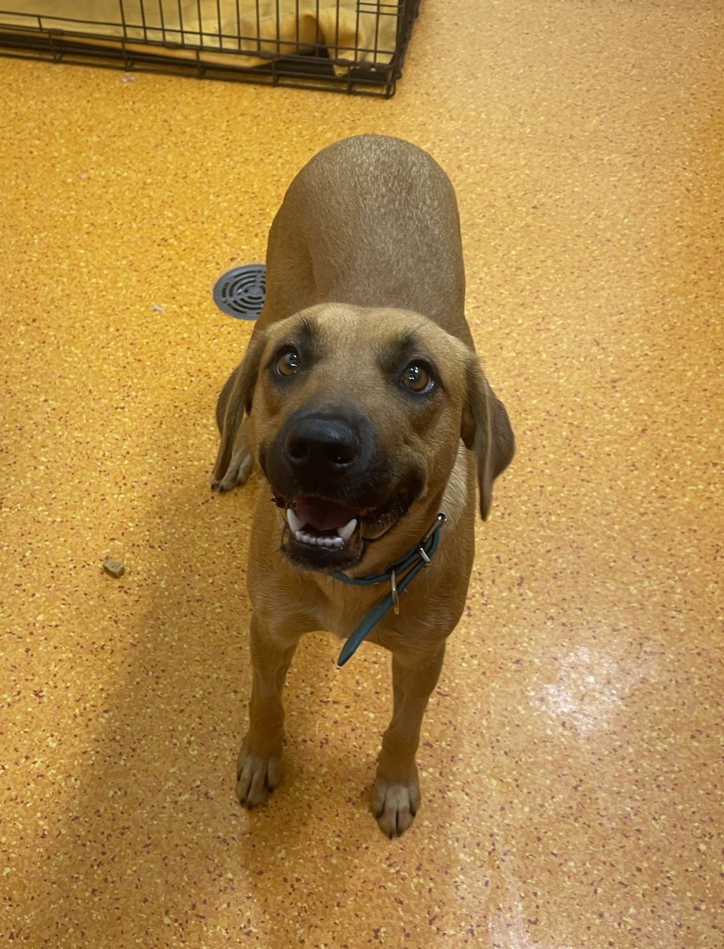 Valentina - Medium Female Kelpie x American Staffordshire Bull Terrier Mix Dog in QLD - PetRescue