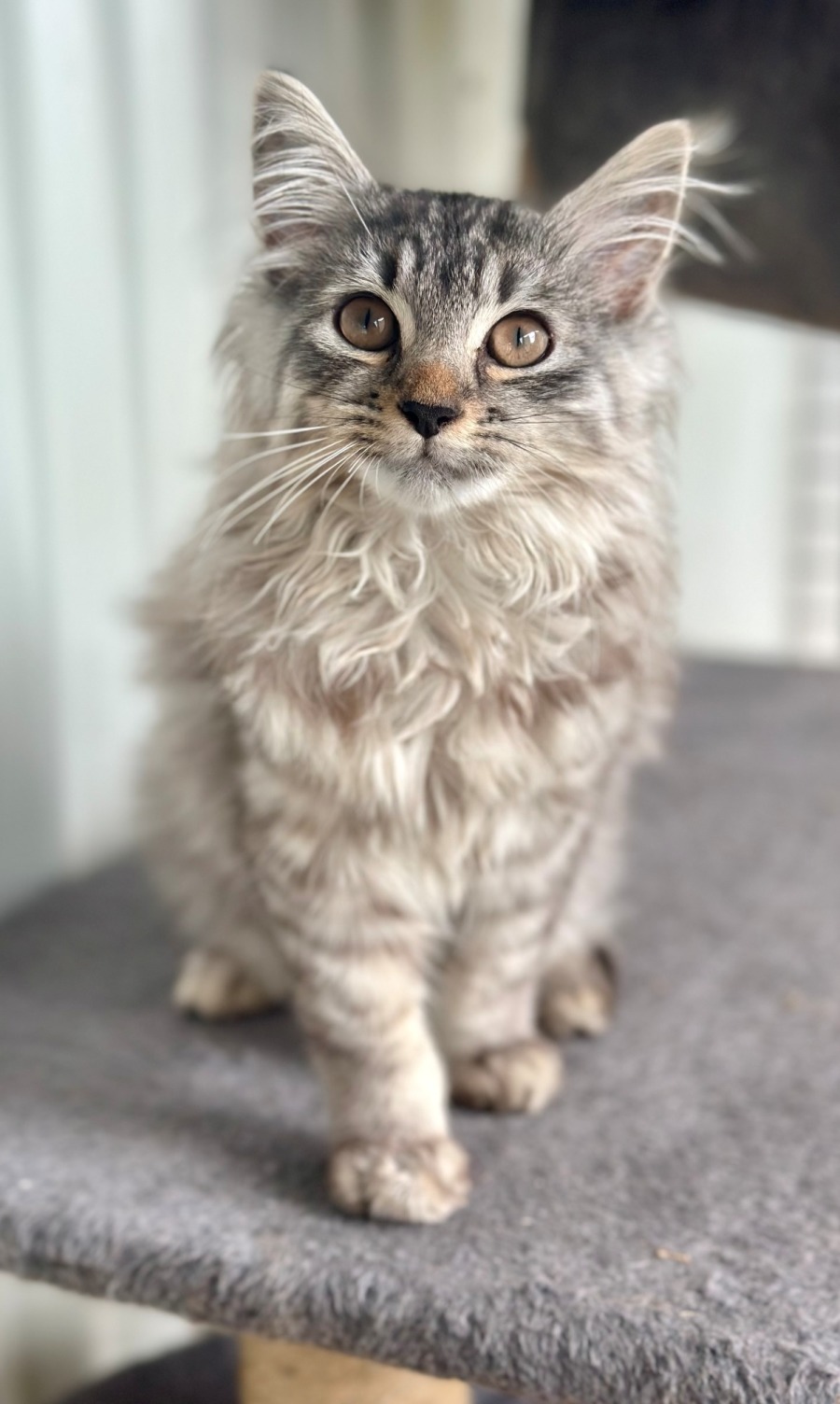Maximus - Male Domestic Medium Hair (DMH) Cat in NSW - PetRescue