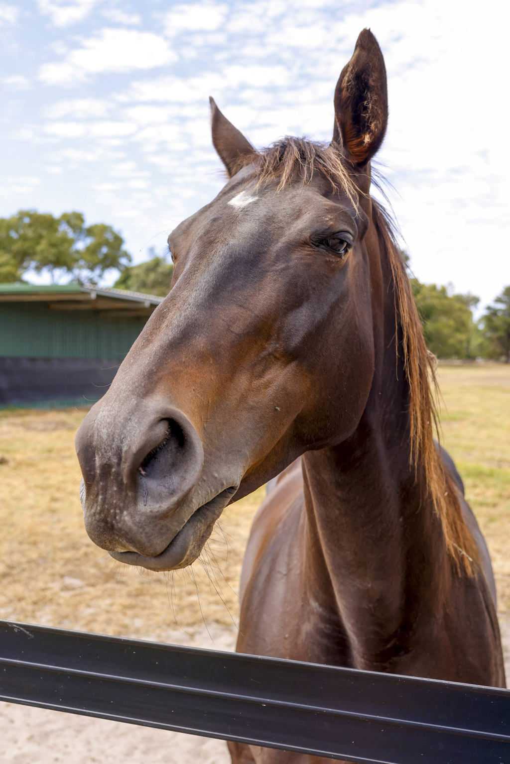 Jarrah - Female Thoroughbred Mix Horse in WA - PetRescue