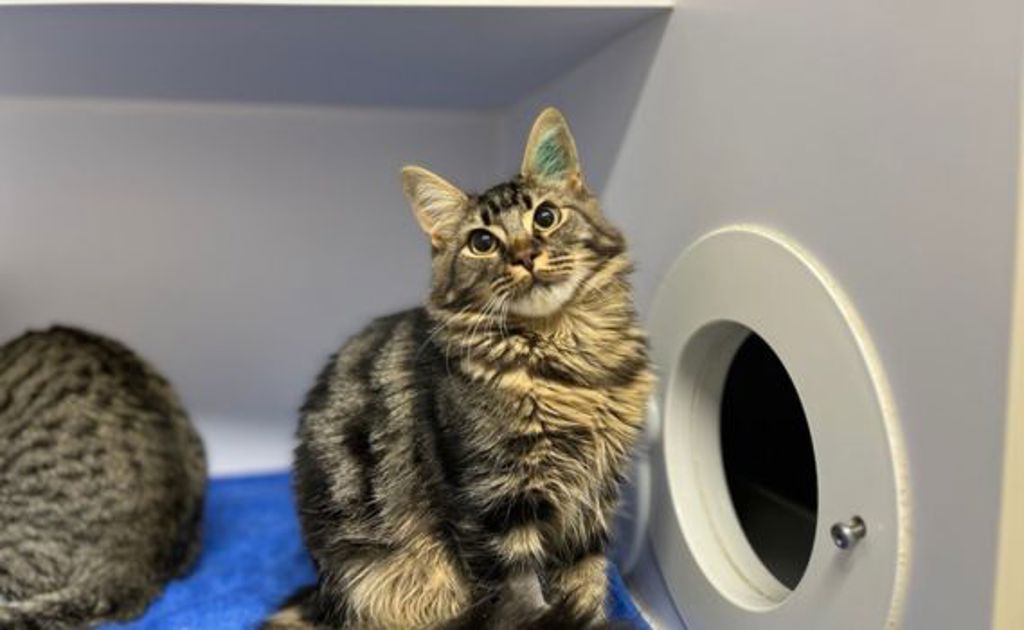 Dutch - Male Domestic Medium Hair Mix Cat in VIC - PetRescue