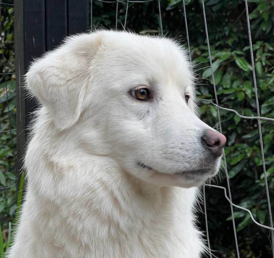 Bella - Medium Female Maremma Sheepdog Mix Dog in QLD - PetRescue