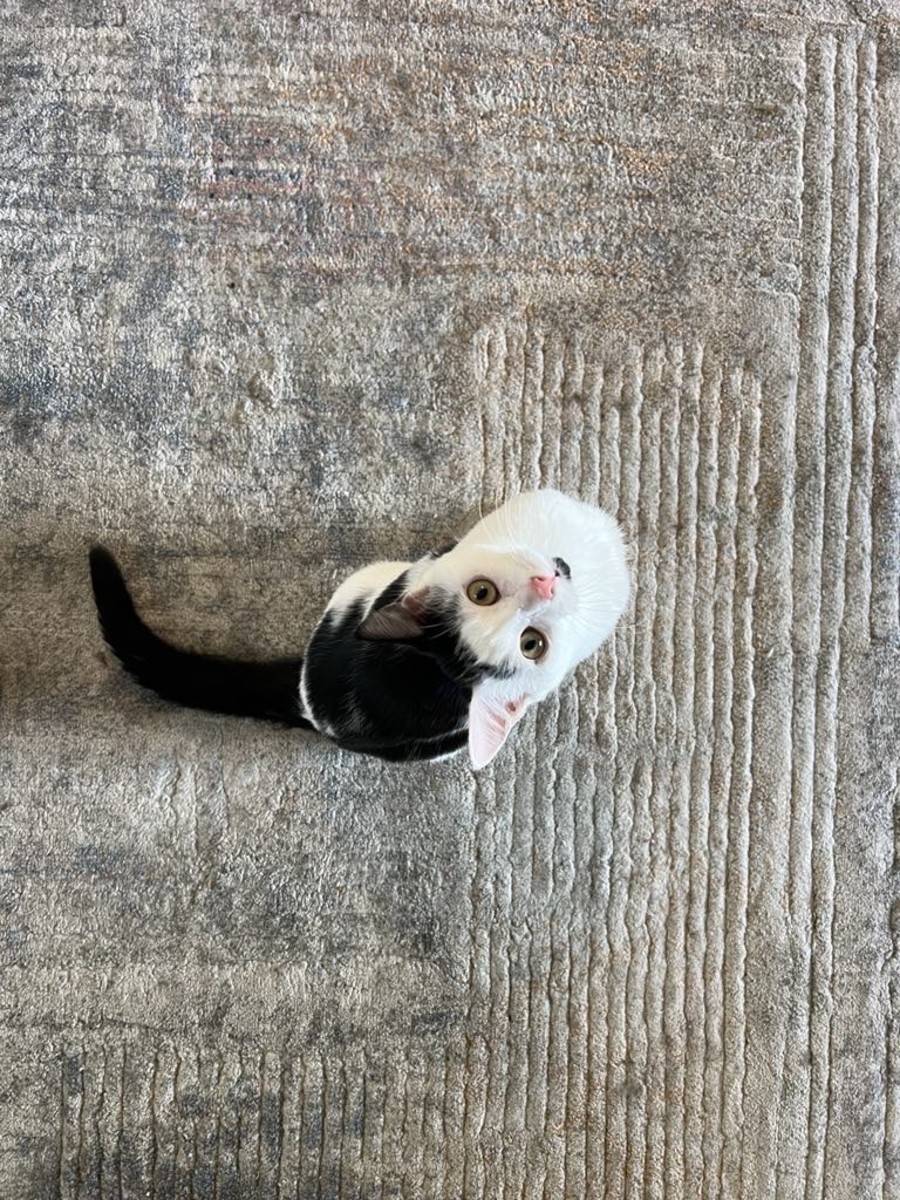 Tobin - Male Domestic Short Hair (DSH) Cat in VIC - PetRescue