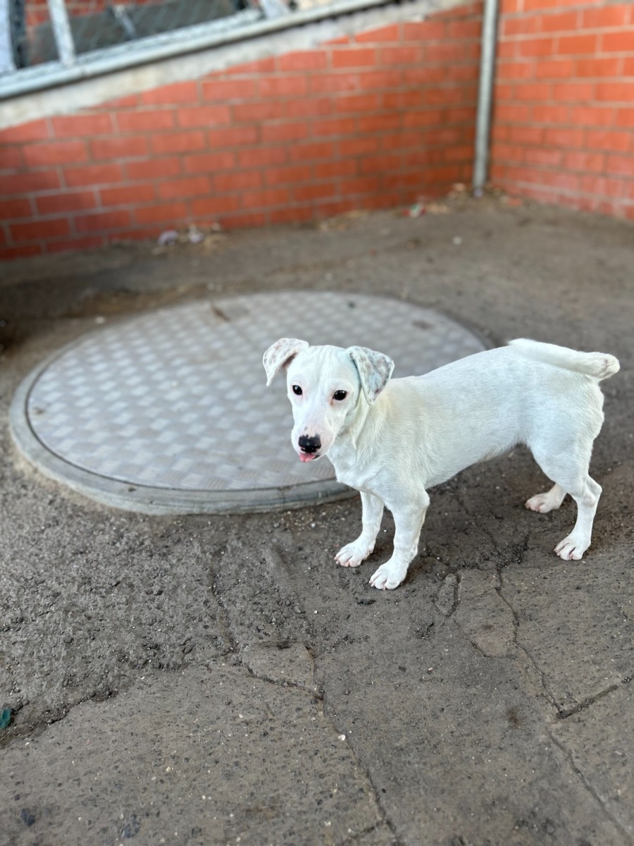 Rascal - Small Male Jack Russell Terrier Mix Dog in VIC - PetRescue
