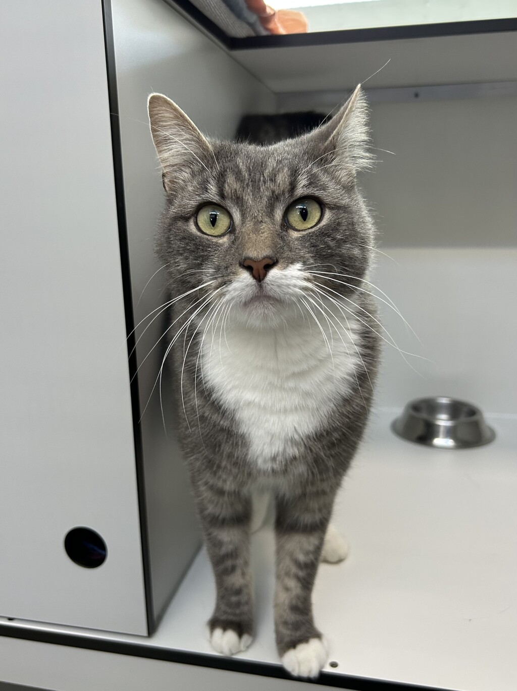 Greg - Male Domestic Short Hair Cat in VIC - PetRescue
