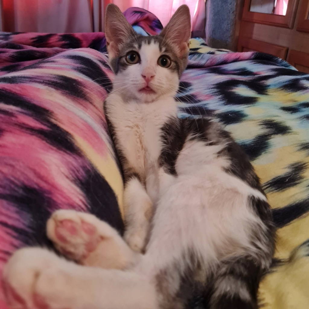 Normie - Male Domestic Short Hair (DSH) Mix Cat in WA - PetRescue