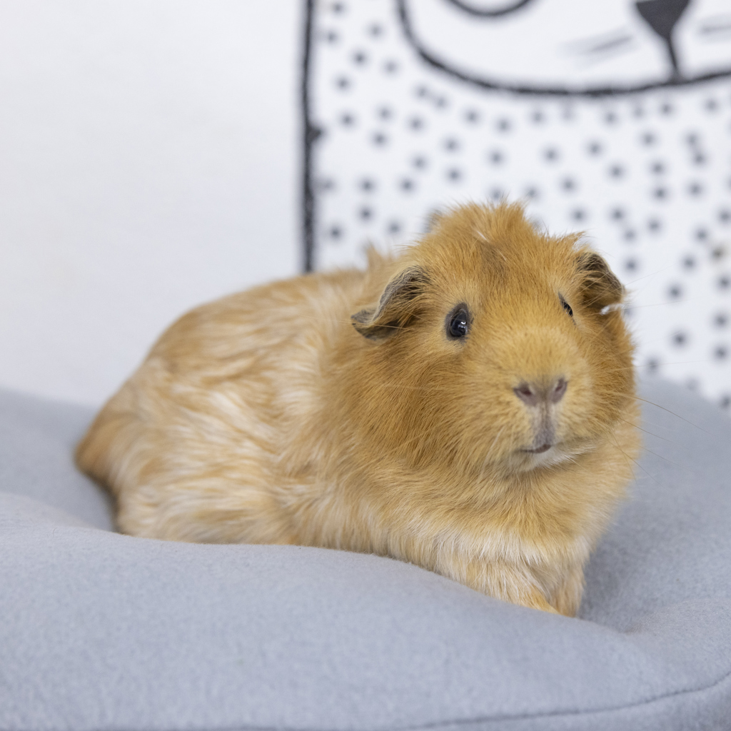 Scotch - Male Short-hair Ridgeback x Smooth Hair Mix Guinea Pig in QLD ...