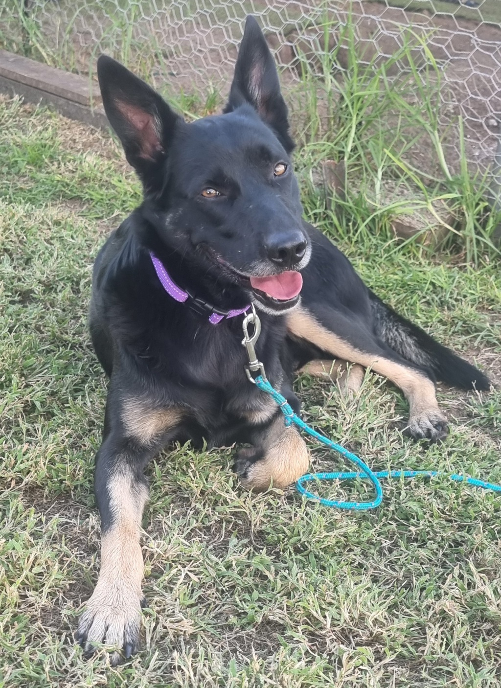 Jett - Medium Male German Shepherd x Kelpie Mix Dog in NSW - PetRescue