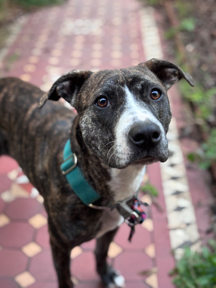 Gracie - Medium Female Staffordshire Bull Terrier Mix Dog in VIC ...