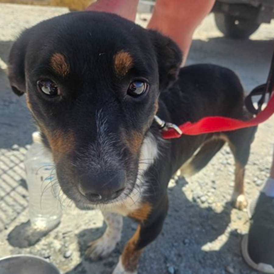 Sir Walter - Medium Male Australian Kelpie x Border Collie x Welsh ...
