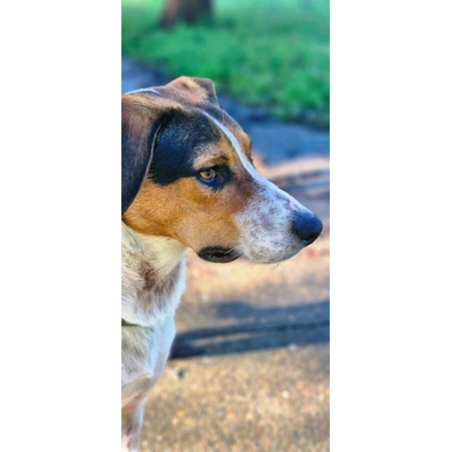 Trigga - Medium Male Australian Kelpie Mix Dog in QLD - PetRescue