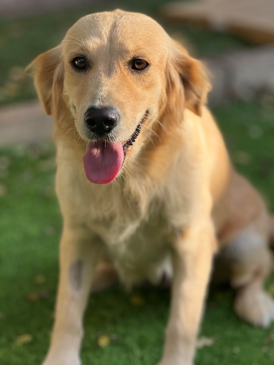 Meegee - Medium Female Golden Retriever Dog in VIC - PetRescue