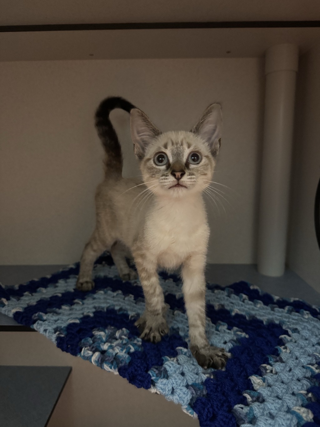 Tully - Male Layanese Mix Cat in QLD - PetRescue