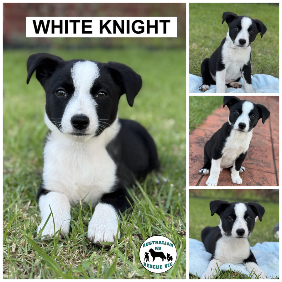 White Knight - Medium Male Border Collie Mix Dog in VIC - PetRescue
