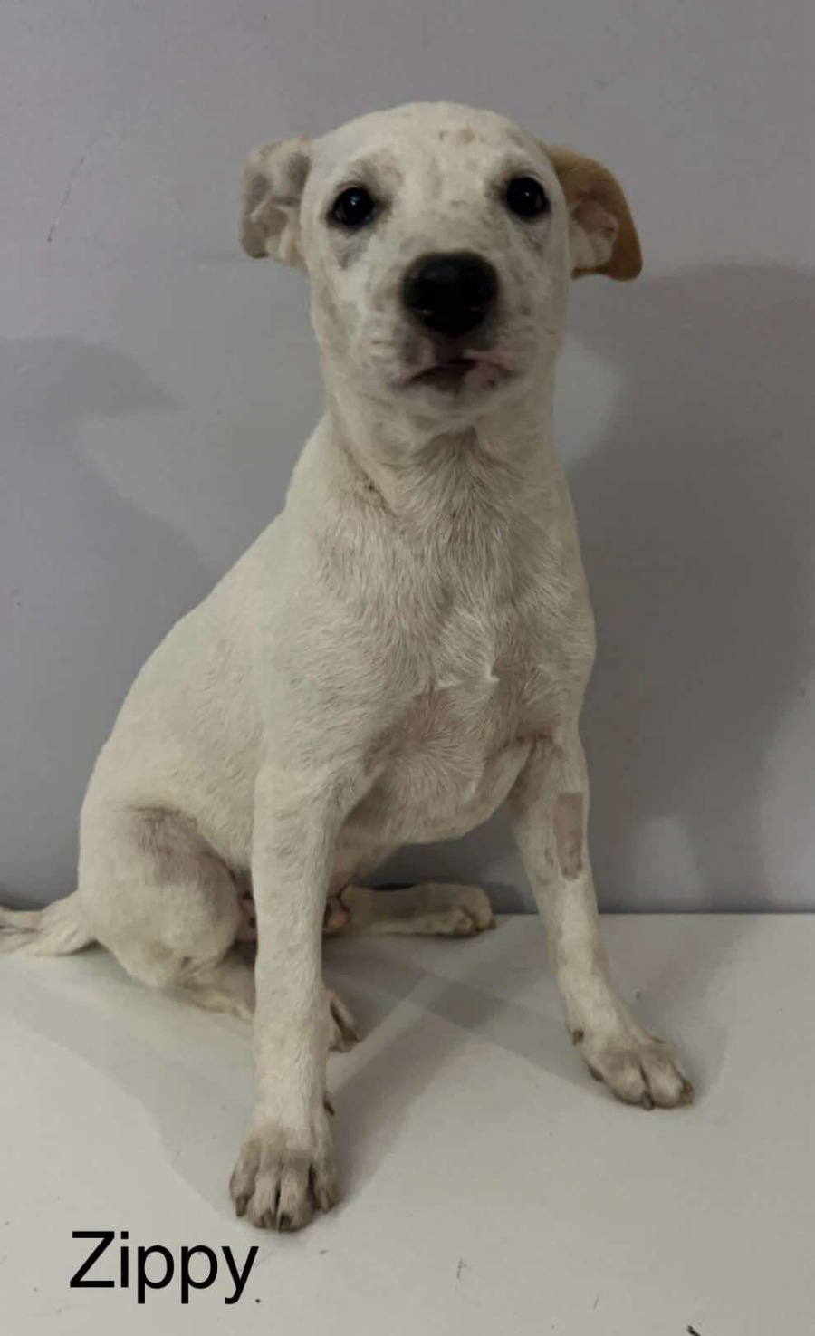 Zippy - Large Male American Staffordshire Terrier Mix Dog in QLD ...