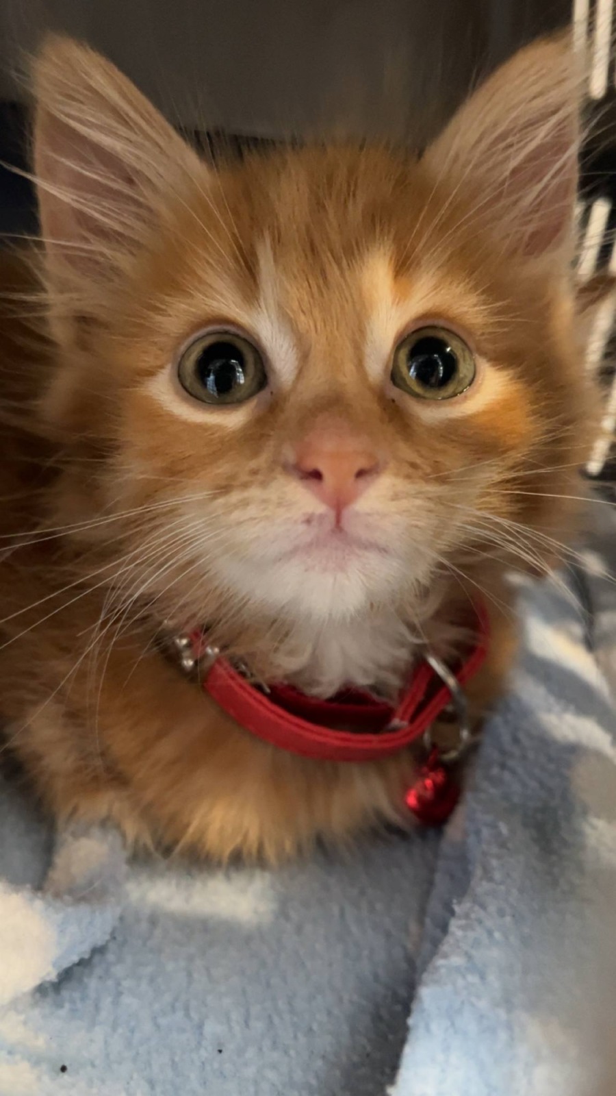 Buddy - Located in Pakenham - Male Domestic Short Hair (DSH) Cat in VIC ...