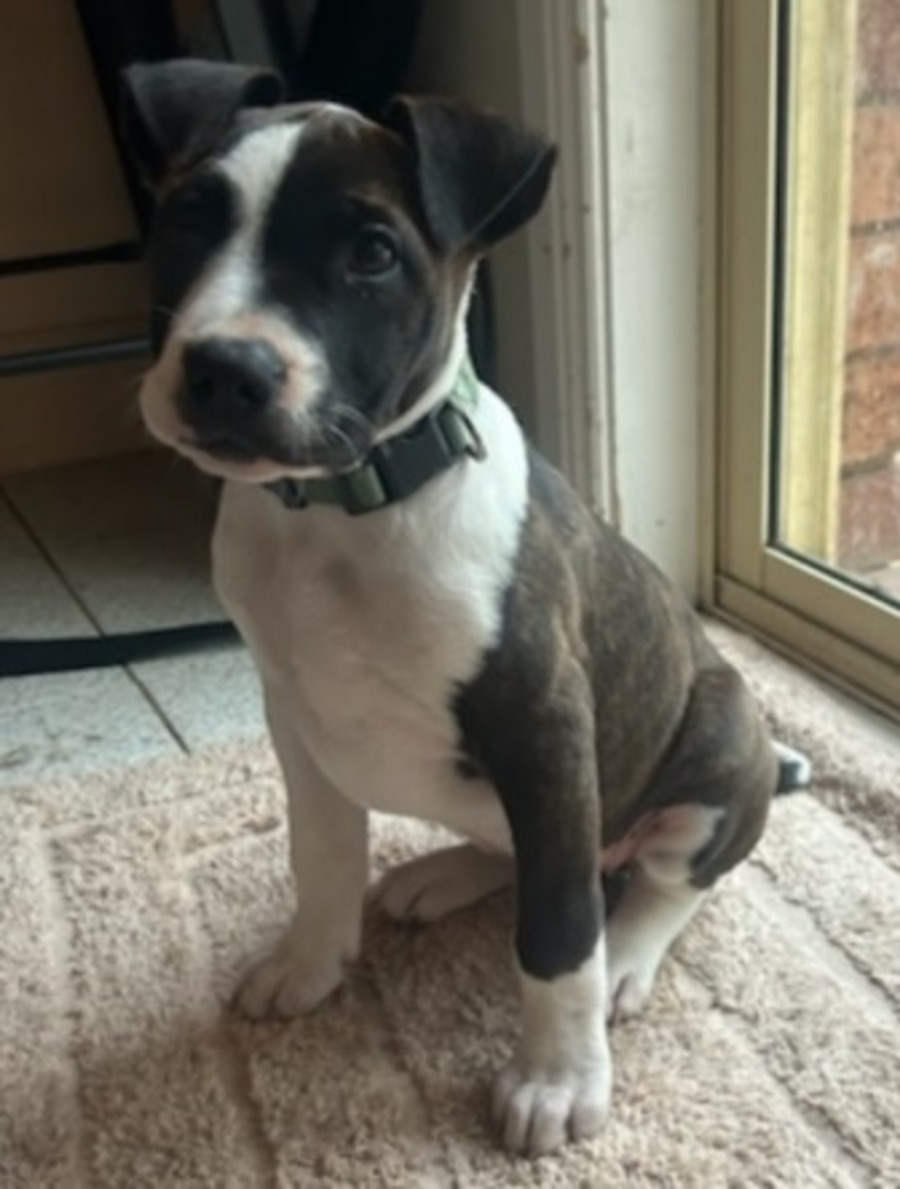 Lexie 🎯adorable Staffy puppy - Medium Female American Staffordshire Terrier Mix Dog in NSW ...