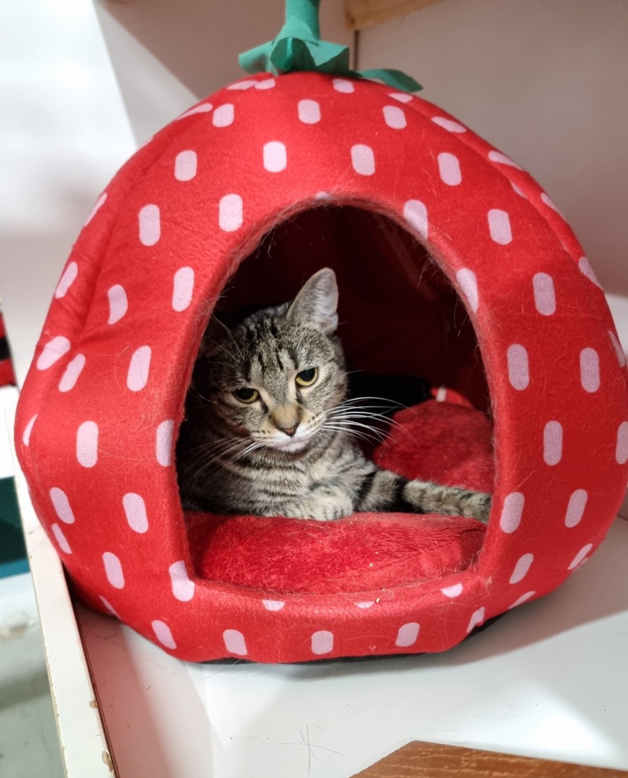 Kristen - Female Domestic Short Hair (DSH) Cat in VIC - PetRescue