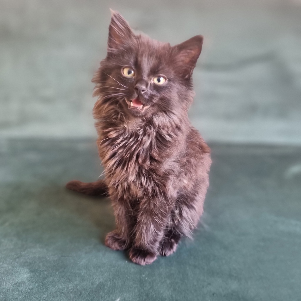 Strife - Male Domestic Medium Hair Mix Cat in VIC - PetRescue