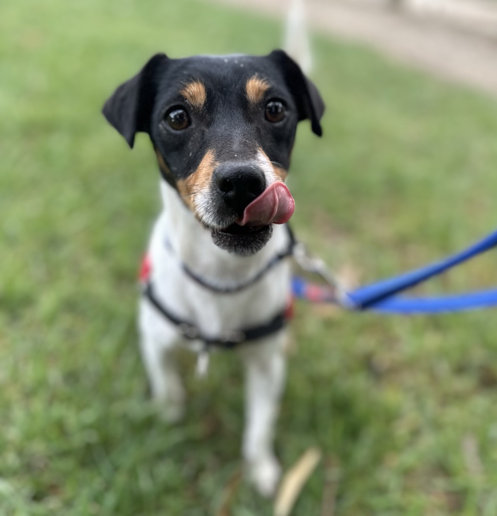 Kel - Small Male Jack Russell Terrier Dog in VIC - PetRescue