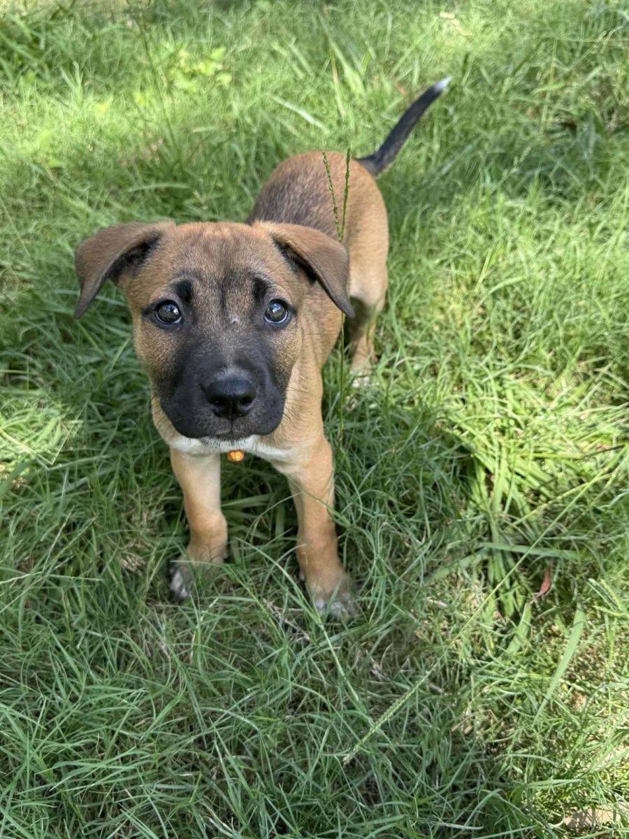 Cobbo - Medium Male Staffordshire Bull Terrier Mix Dog in QLD - PetRescue