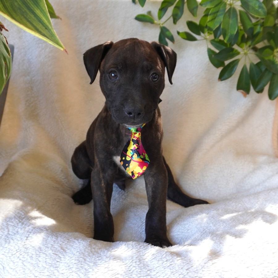 Augustus - Medium Male Mixed Dog in WA - PetRescue