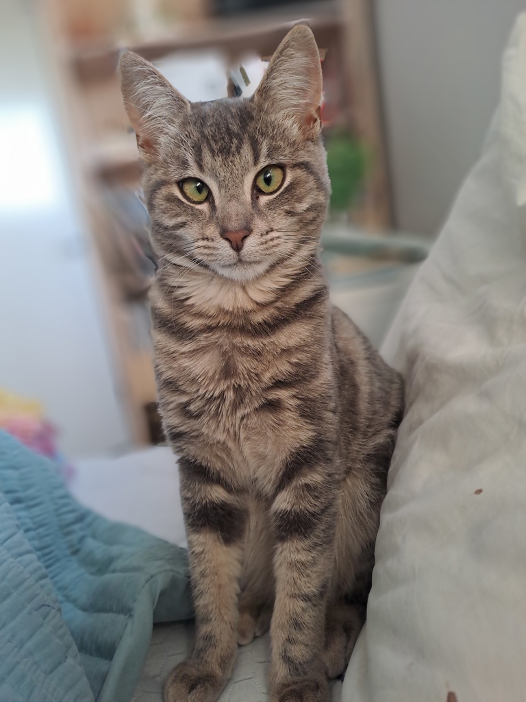 Mr Lova Lova - Male Dsh Mix Cat in VIC - PetRescue