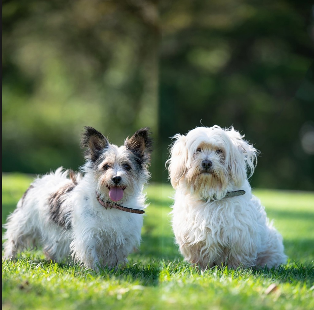 Marley - Small Male Maltese x Mixed Mix Dog in NSW - PetRescue