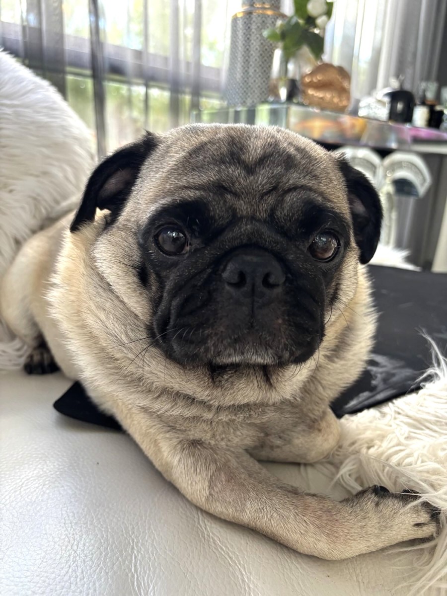 Max - Small Male Pug Dog in QLD - PetRescue