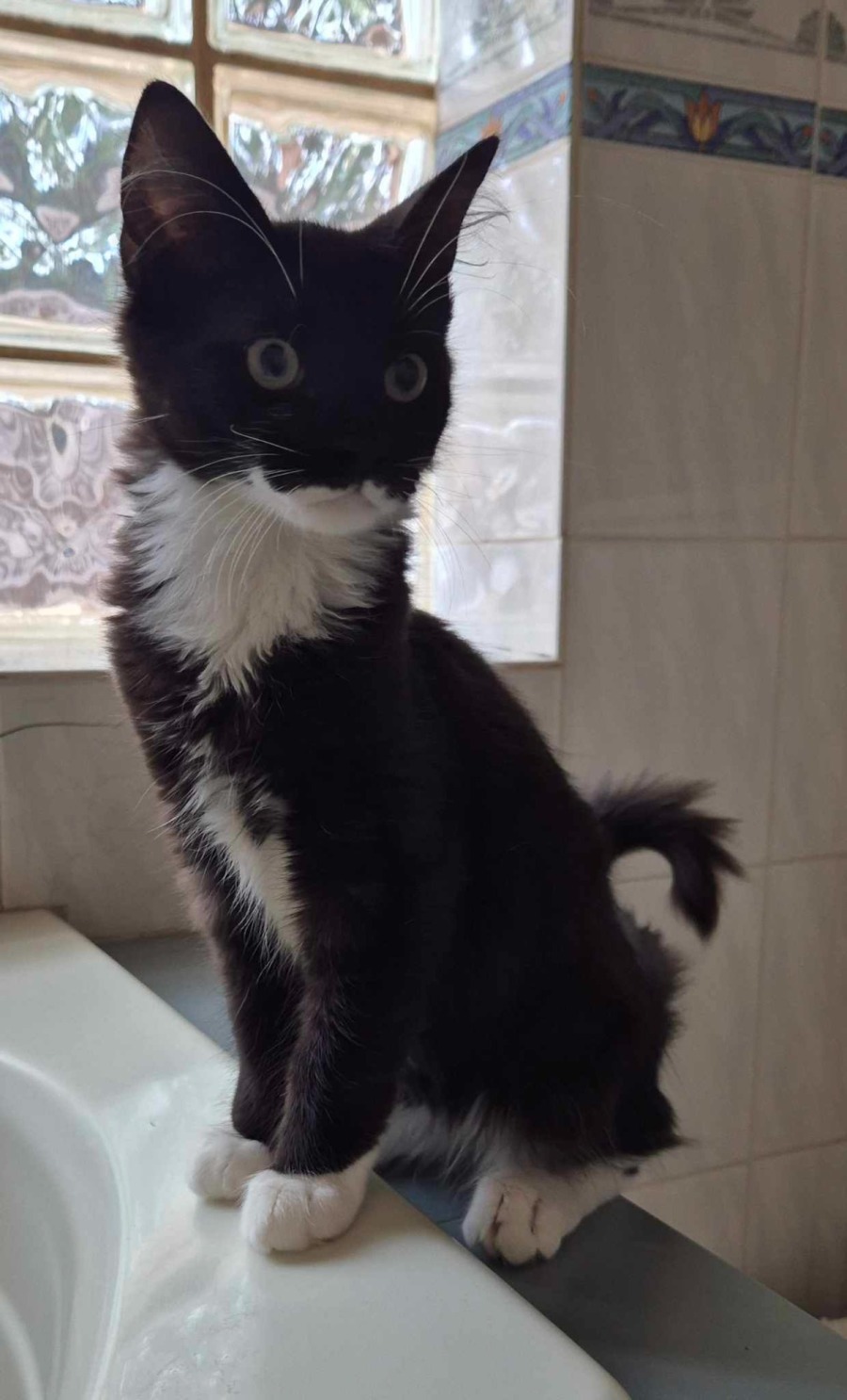 Romulus - Male Domestic Short Hair (DSH) Cat in VIC - PetRescue