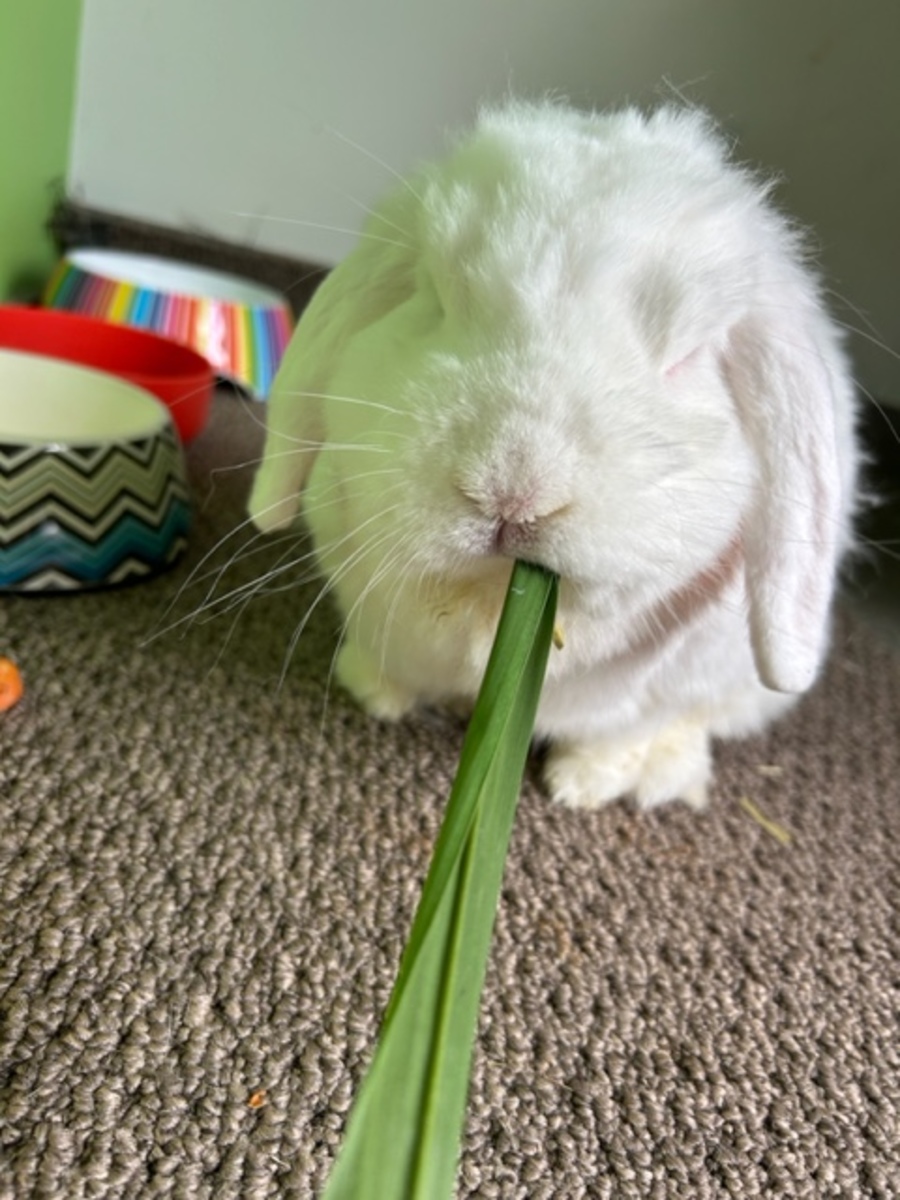 Bounty - Male Lop Eared Rabbit in NSW - PetRescue
