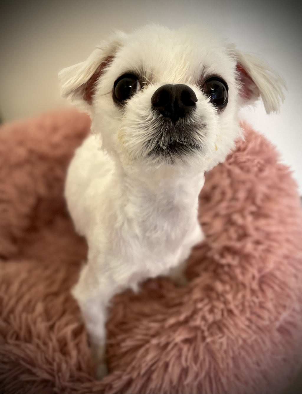 Wicket - Small Male Maltese Dog in VIC - PetRescue